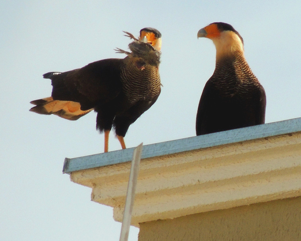 Foto carcará (Caracara plancus) Por José R. Mathia | Wiki Aves - A ...