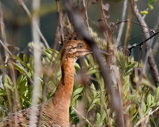Foto perdiz (Rhynchotus rufescens) Por Amaury Pimenta | Wiki Aves - A ...