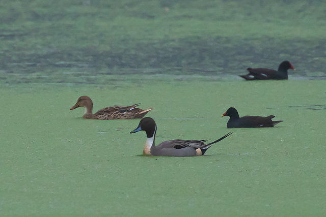 Foto arrabio (Anas acuta) Por Adriano Gonçalves 2 | Wiki Aves - A ...