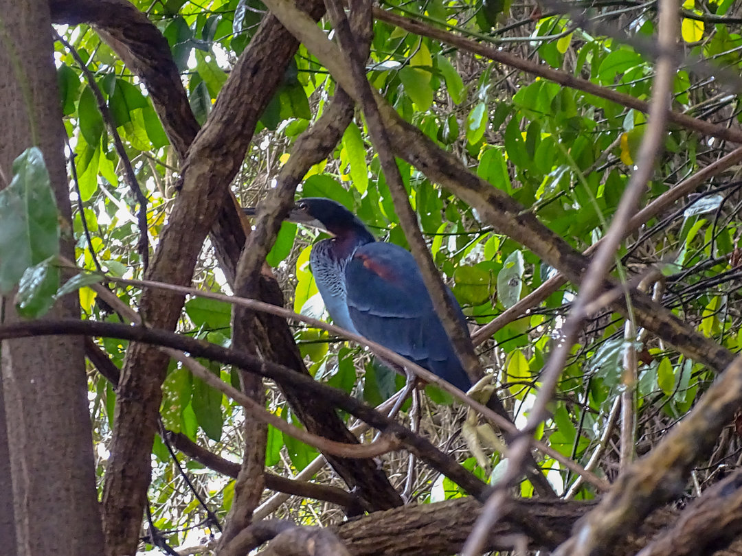 Foto garça-da-mata (Agamia agami) Por Fernando A. Borges | Wiki Aves ...