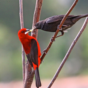 chupim (Molothrus bonariensis) | WikiAves - A Enciclopédia das Aves do ...