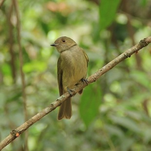 fruxu-do-cerradão (Neopelma pallescens) | WikiAves - A Enciclopédia das ...
