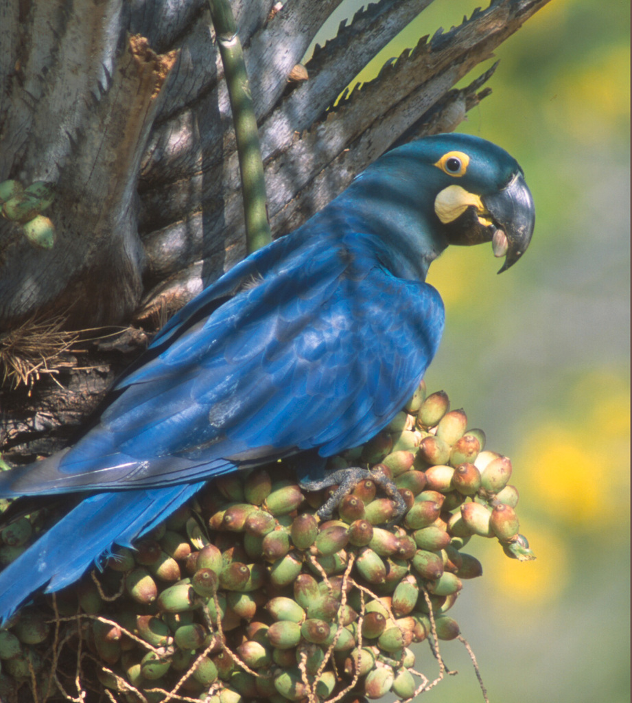 Foto arara-azul-de-lear (Anodorhynchus leari) Por Pedro C. Lima | Wiki ...