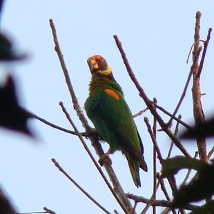 curica-urubu (Pyrilia vulturina) | WikiAves - A Enciclopédia das Aves ...
