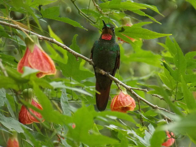 Foto beija-flor-rubi (Heliodoxa rubricauda) Por Ives Vergara | Wiki ...