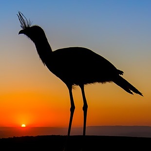 Cariamidae | WikiAves - A Enciclopédia das Aves do Brasil