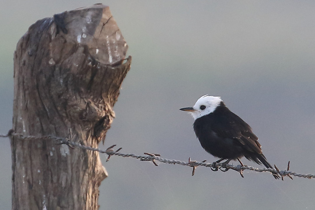 Foto freirinha (Arundinicola leucocephala) Por Ednilson Macedo | Wiki ...