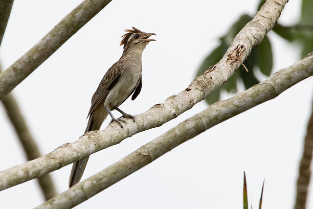 Foto saci (Tapera naevia) Por Patrício Sampaio | Wiki Aves - A ...