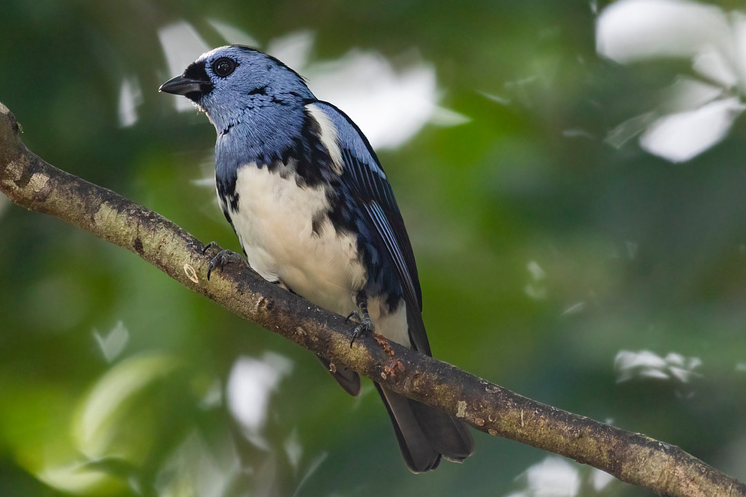 Foto cambada-de-chaves (Tangara brasiliensis) Por Thelma Gatuzzo | Wiki ...