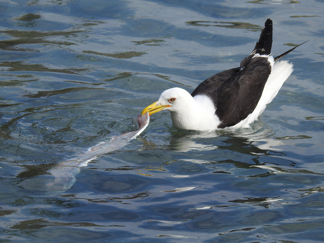 Foto gaivotão (Larus dominicanus) Por Sandro Paixão | Wiki Aves - A ...
