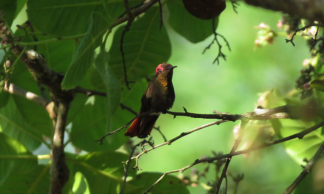 Foto beija-flor-vermelho (Chrysolampis mosquitus) Por Belgrano Rekowsky | Wiki Aves - A ...