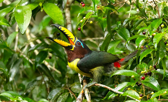 Foto araçari-de-bico-riscado (Pteroglossus inscriptus) Por Jeanne ...