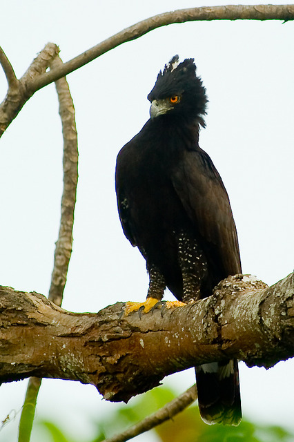gavião-pega-macaco (Spizaetus tyrannus) | WikiAves - A Enciclopédia das ...
