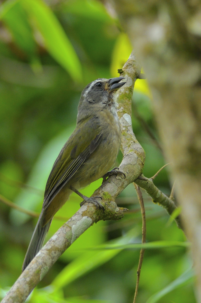 Foto trinca-ferro (Saltator similis) Por Pedro C. Silva | Wiki Aves - A ...