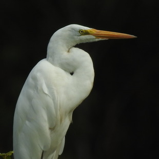 garça-branca-grande (Ardea alba) | WikiAves - A Enciclopédia das Aves ...