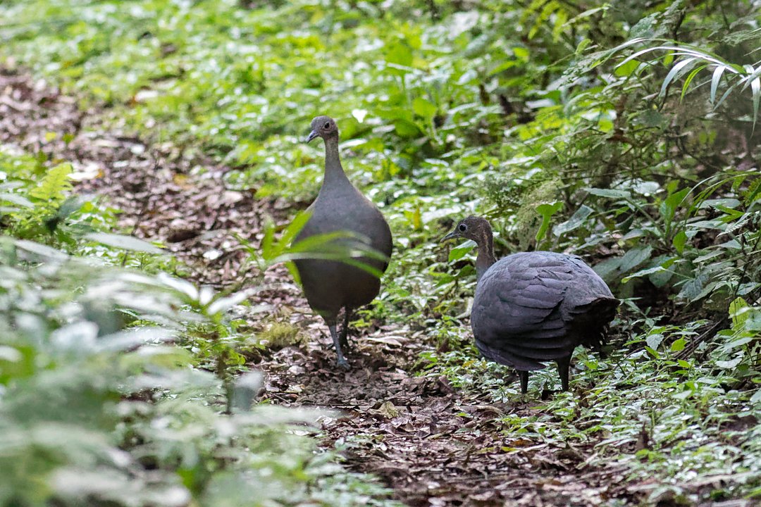 Foto macuco (Tinamus solitarius) Por Helberth Peixoto | Wiki Aves - A ...