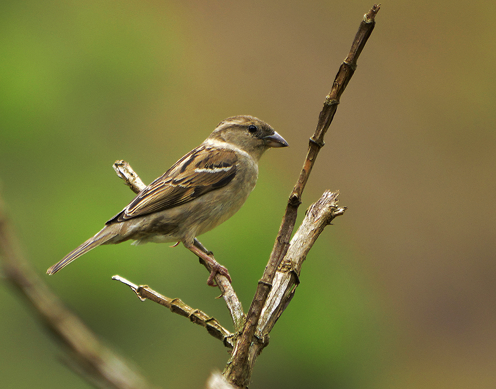 Foto pardal (Passer domesticus) Por Maria Jucá | Wiki Aves - A ...