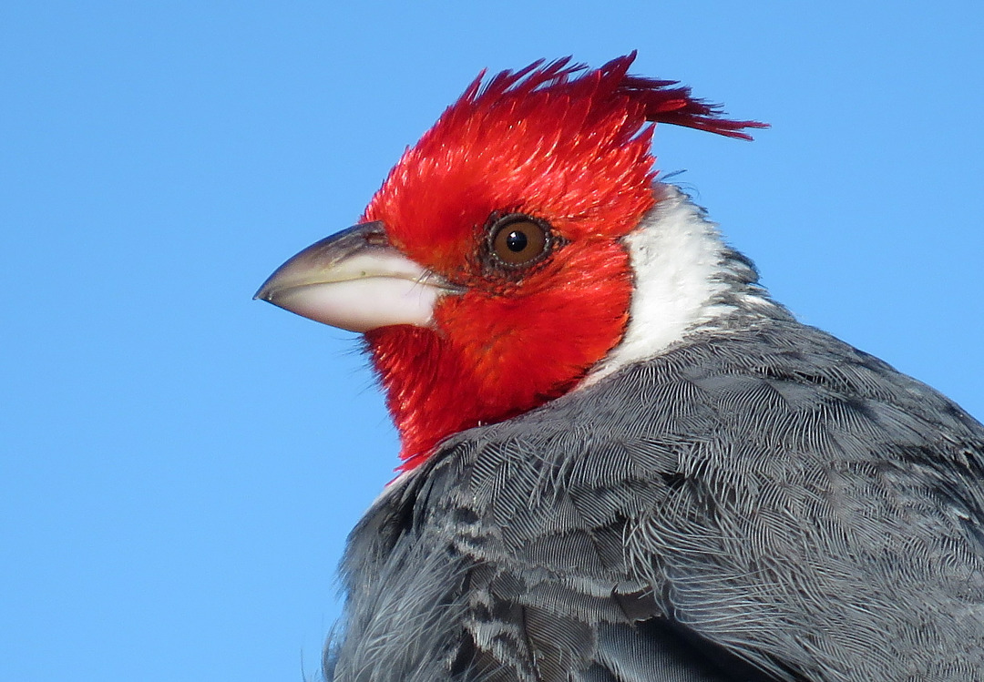 Foto cardeal (Paroaria coronata) Por Fernanda Spenst | Wiki Aves - A ...