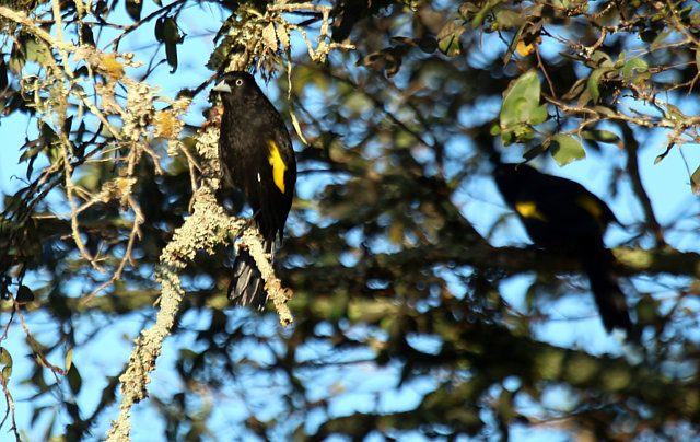 Foto tecelão (Cacicus chrysopterus) Por Pedro Sessegolo | Wiki Aves - A ...