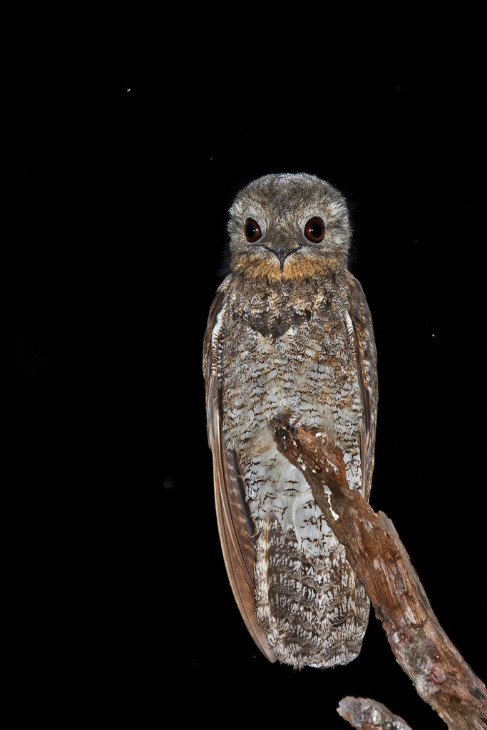 Foto urutau-grande (Nyctibius grandis) Por Celuta Machado | Wiki Aves ...