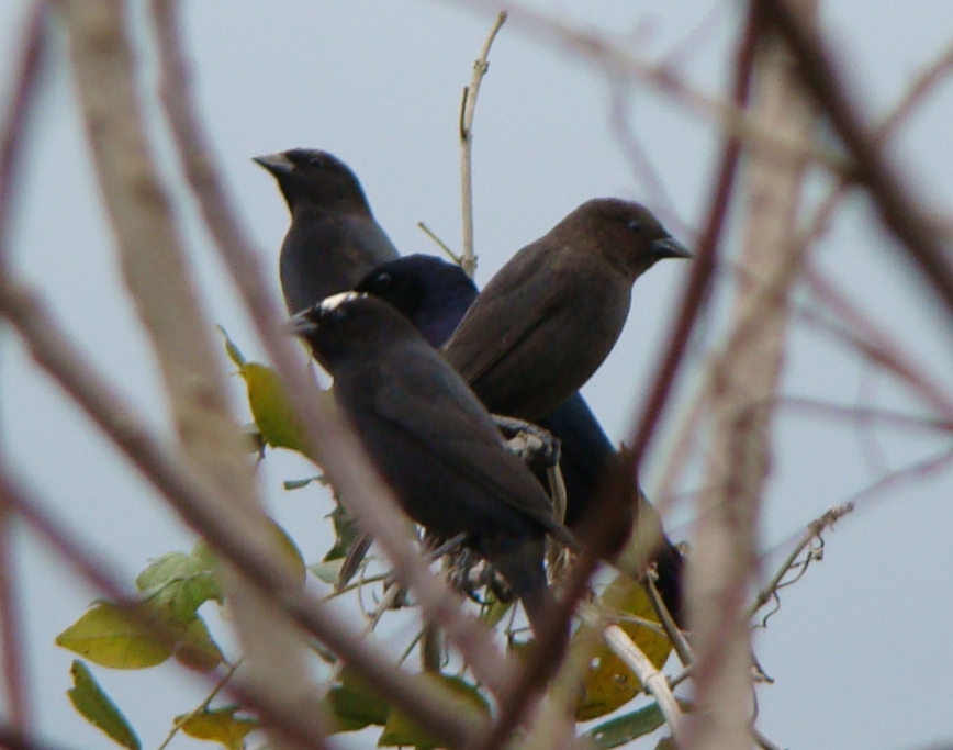 Foto chupim (Molothrus bonariensis) Por Douglas Meyer | Wiki Aves - A ...