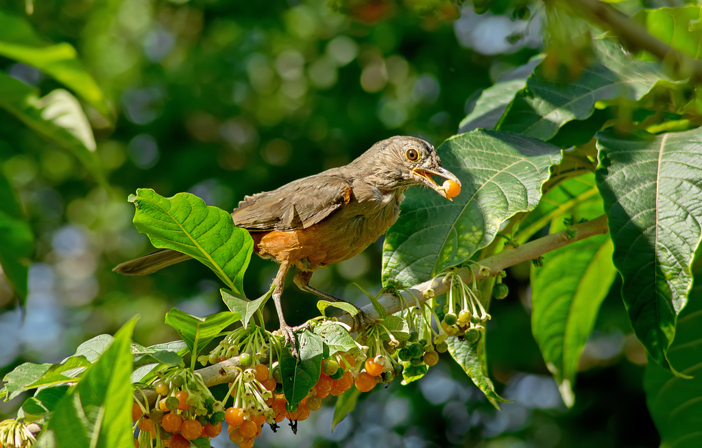 Foto sabiá-laranjeira (Turdus rufiventris) Por Gustavo Araujo | Wiki ...
