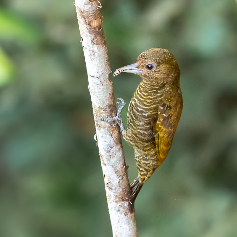 Foto pica-pau-pequeno (Veniliornis passerinus) Por Celso B Almeida ...