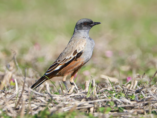 gaúcho-chocolate (Nengetus rufiventris) | WikiAves - A Enciclopédia das ...