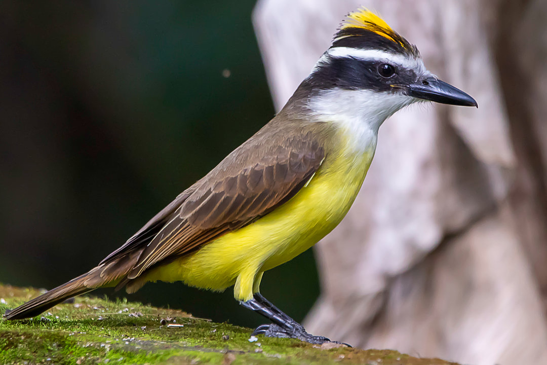 Foto bem-te-vi (Pitangus sulphuratus) Por Luis Nadal | Wiki Aves - A ...