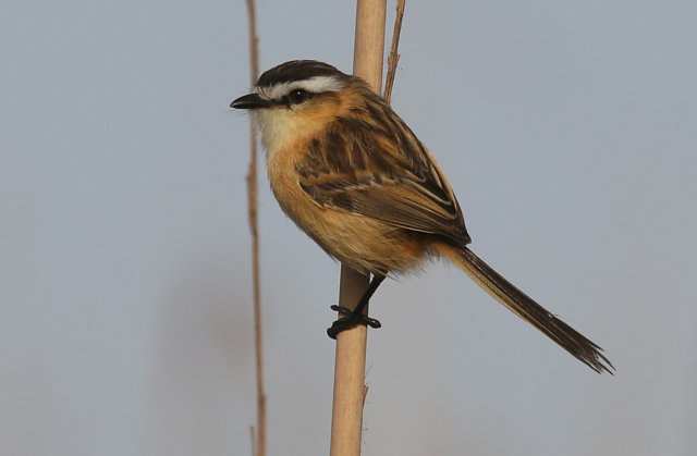 Foto papa-moscas-do-campo (Culicivora caudacuta) Por Pedro Sessegolo ...