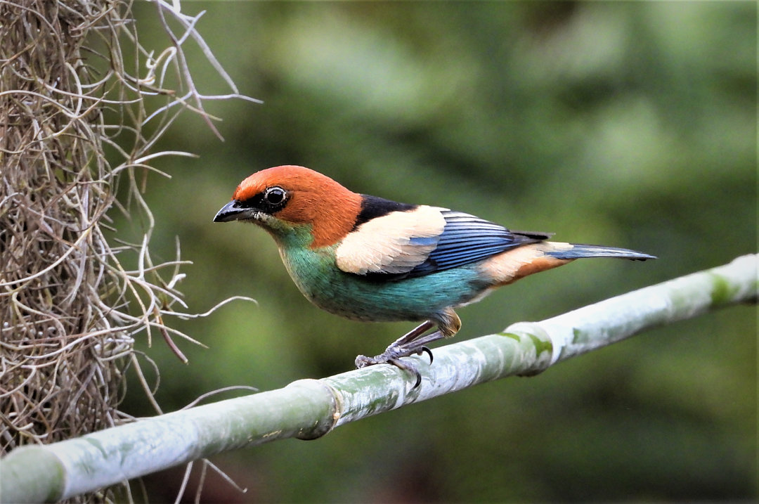 Foto saíra-sapucaia (Stilpnia peruviana) Por Tercio Melo | Wiki Aves ...