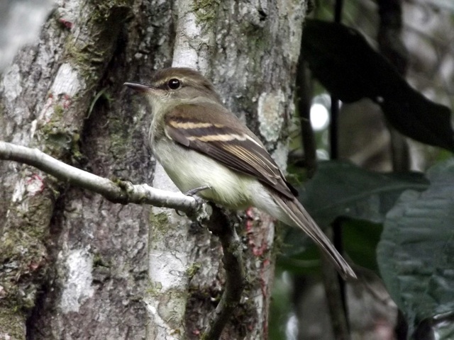 Foto guaracavuçu (Cnemotriccus fuscatus) Por Jean Jr Barcik | Wiki Aves ...