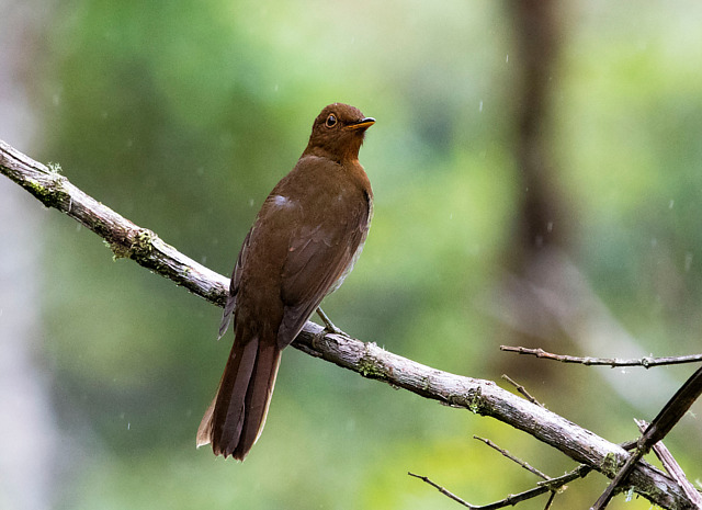 Foto sabiá-castanho (Cichlopsis leucogenys) Por Clezio Kleske | Wiki ...