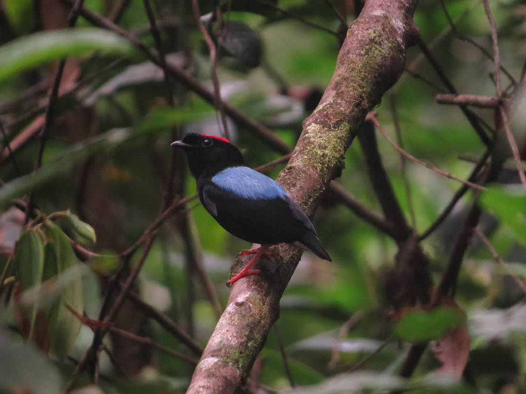 Foto tangará-príncipe (Chiroxiphia pareola) Por Danielson Aleixo | Wiki ...