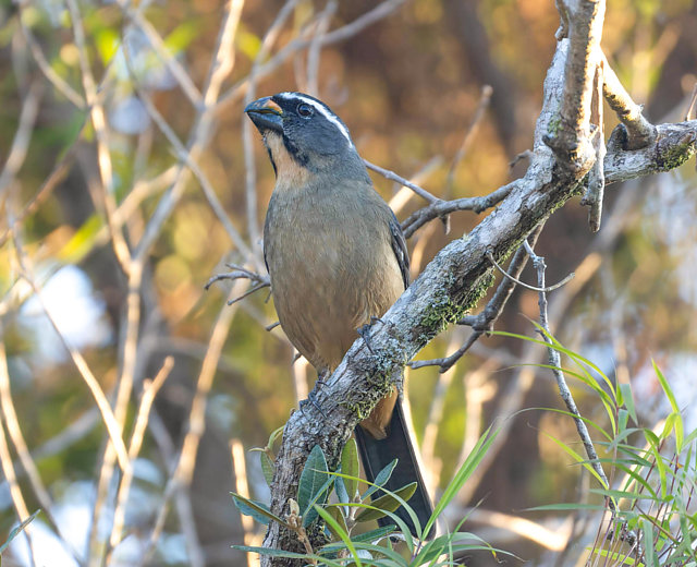 Foto bico-grosso (Saltator maxillosus) Por Miguel Veronez | Wiki Aves ...
