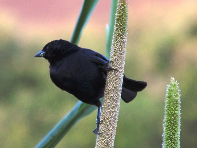 Foto chupim (Molothrus bonariensis) Por Edinei Oliveira | Wiki Aves - A ...
