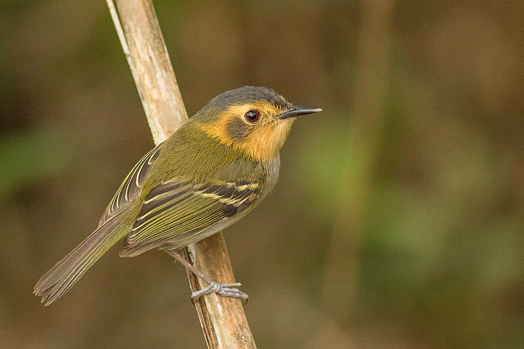 Foto tororó (Poecilotriccus plumbeiceps) Por Sergio Porto | Wiki Aves ...