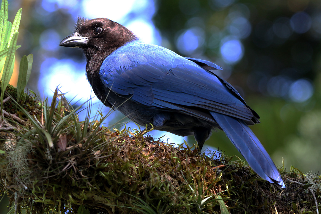 Foto gralha-azul (Cyanocorax caeruleus) Por Pedro Ayres | Wiki Aves - A ...
