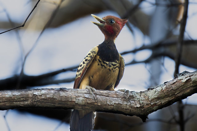 Foto pica-pau-da-taboca (Celeus obrieni) Por Marcelo E Salgado | Wiki ...