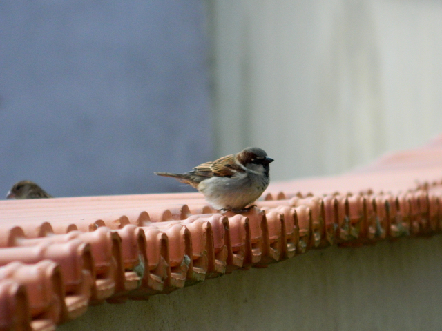 Foto pardal (Passer domesticus) Por Marcelo Marcelino | Wiki Aves - A ...