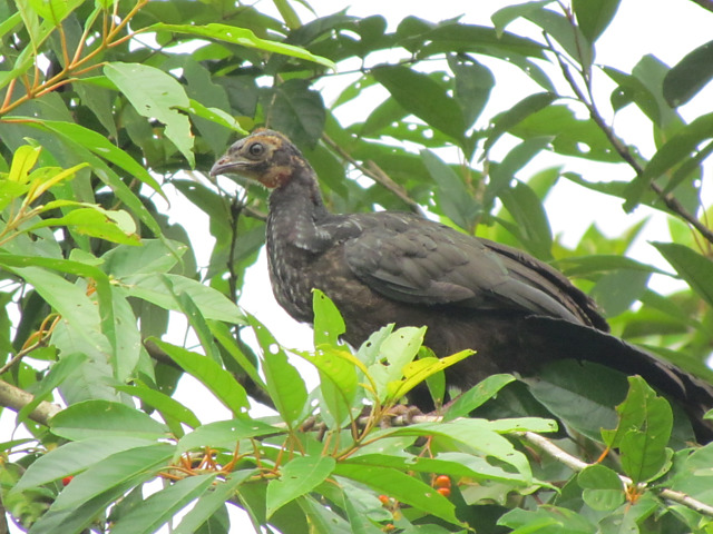 Foto jacuguaçu (Penelope obscura) Por Paula Ramos | Wiki Aves - A ...