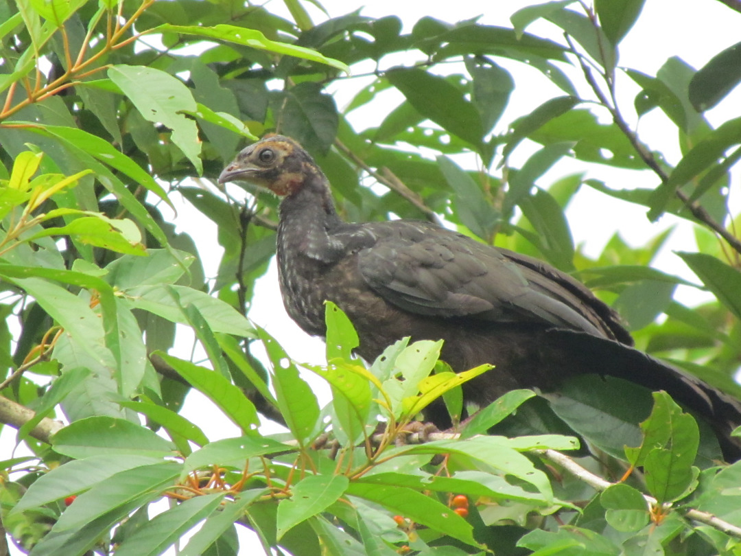 Foto jacuguaçu (Penelope obscura) Por Paula Ramos | Wiki Aves - A ...