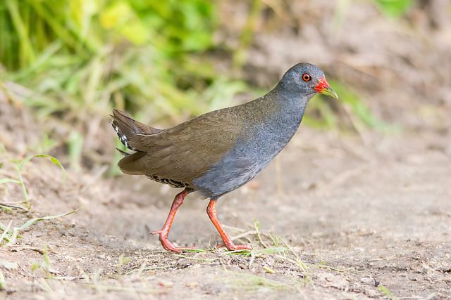turu-turu (Neocrex erythrops) | WikiAves - A Enciclopédia das Aves do ...