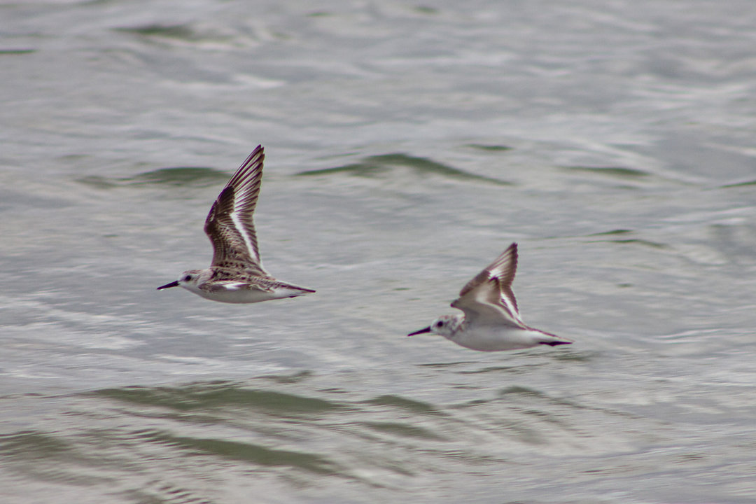 Foto maçarico-branco (Calidris alba) Por Tiago Dutra | Wiki Aves - A ...
