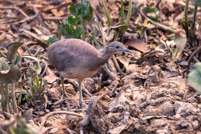 Foto jaó (Crypturellus undulatus) Por Antonio Gutierrez | Wiki Aves - A ...