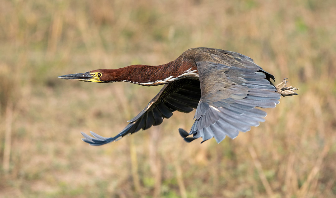 Foto socó-boi (Tigrisoma lineatum) Por Antonio Gutierrez | Wiki Aves ...