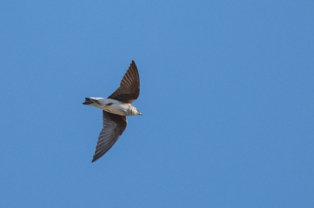 Foto andorinha-do-campo (Progne tapera) Por José Pireni | Wiki Aves - A ...