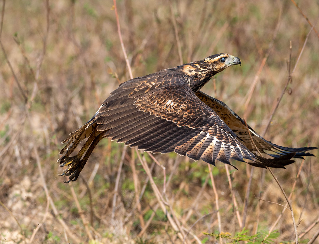 Foto gavião-preto (Urubitinga urubitinga) Por Antonio Gutierrez | Wiki ...