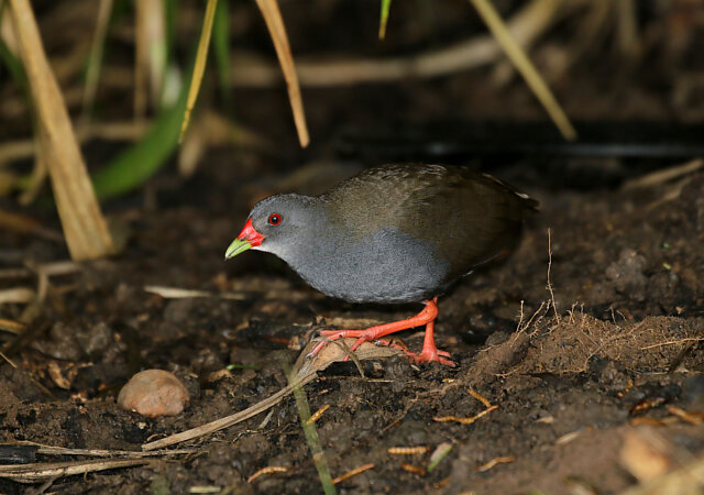 Foto turu-turu (Neocrex erythrops) Por Jayrson Araújo | Wiki Aves - A ...