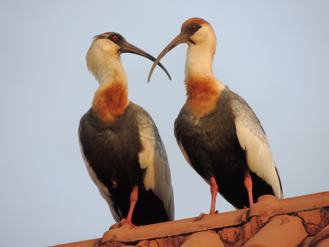 curicaca (Theristicus caudatus) | WikiAves - A Enciclopédia das Aves do ...